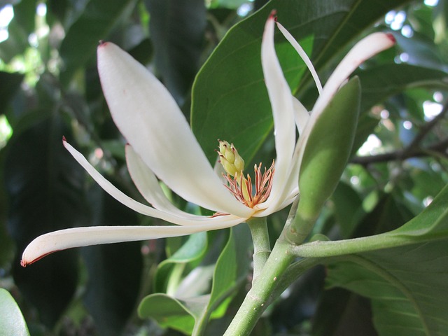Champak Flower - Free photo on Pixabay