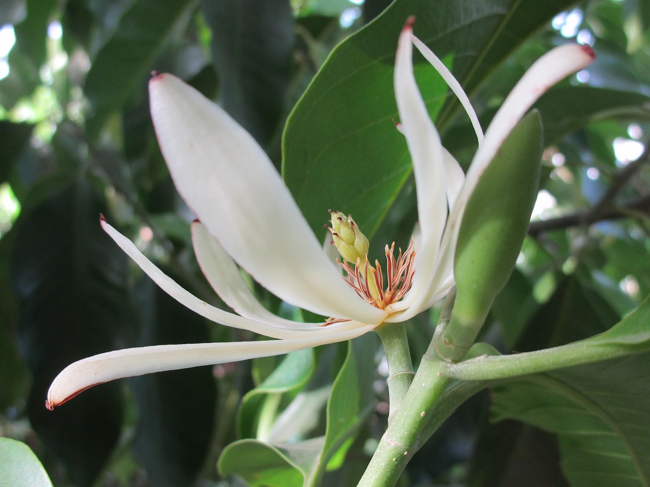 White Champak Flower - Free photo on Pixabay