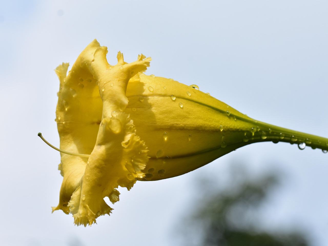 Floarea Trompetei Galben Petală - Fotografie gratuită pe Pixabay - Pixabay