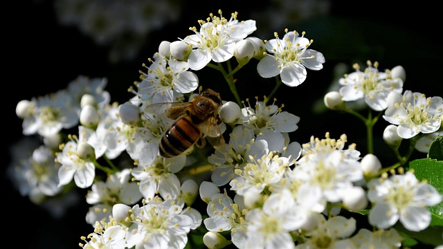 Abejas Abeja Naturaleza - Foto gratis en Pixabay - Pixabay