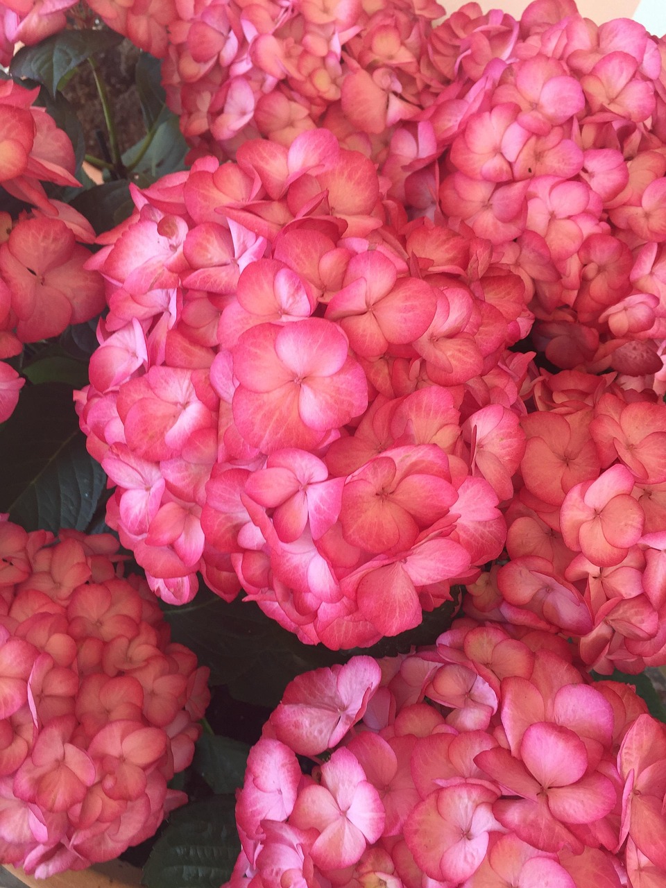 Hydrangeas Flowers Hydrangea - Free photo on Pixabay - Pixabay