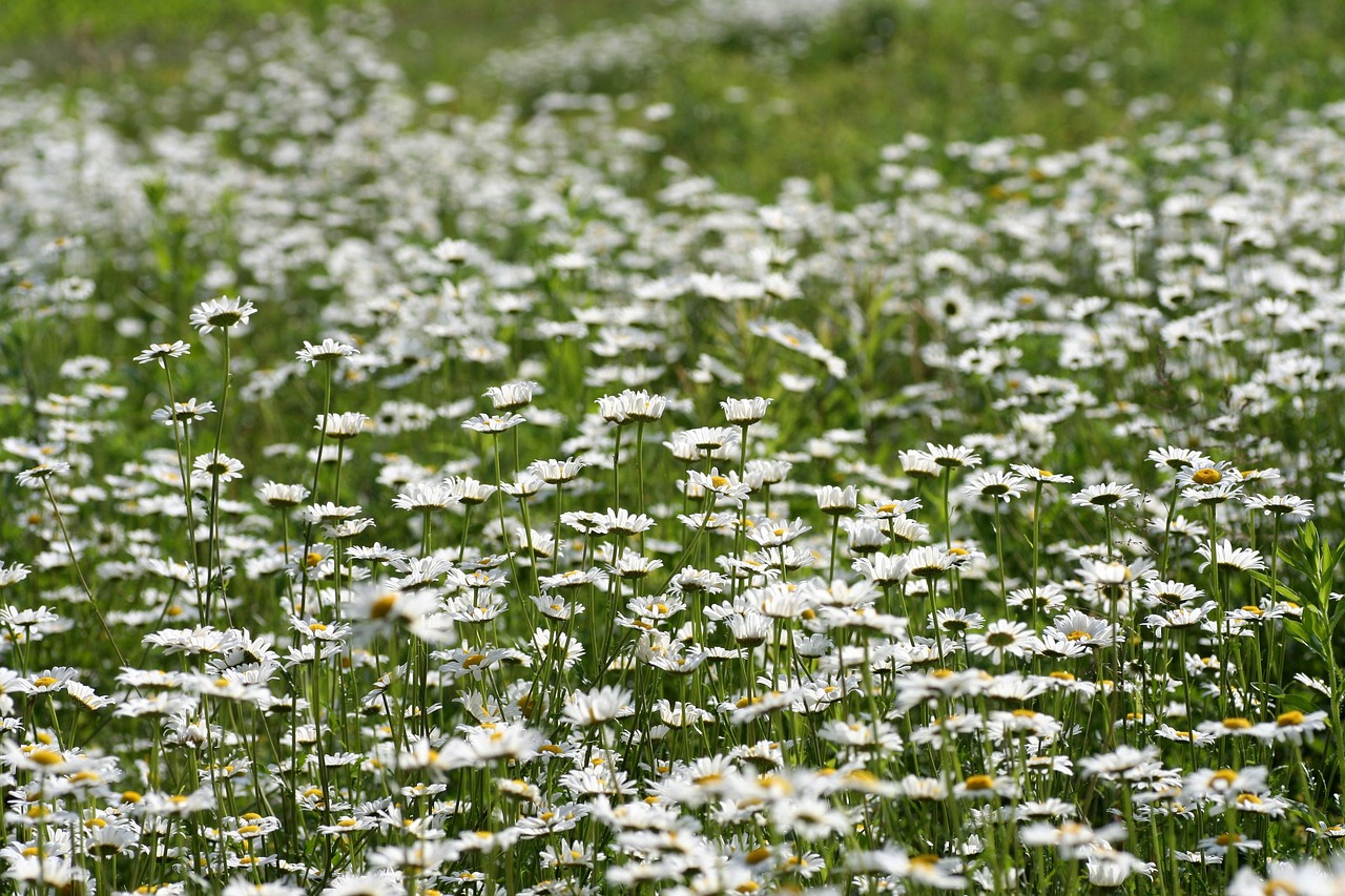 Campo De Margaritas Tumblr