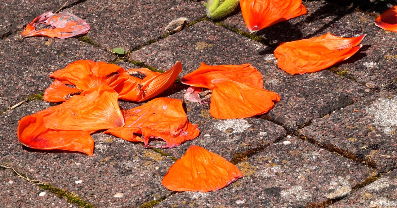 Papoula Flores Desaparecido - Foto gratuita no Pixabay - Pixabay