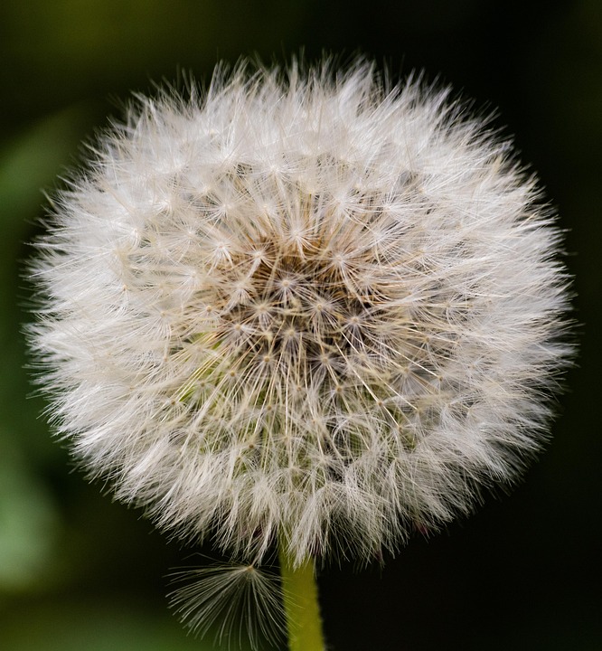 Dandelion Frog Nature - Free photo on Pixabay - Pixabay