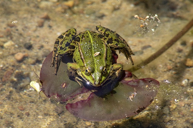 80+ Free Rana Gustavo & Frog Images - Pixabay