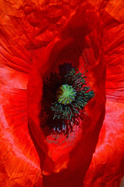 Mohn Rot Sommer Blume Roter - Kostenloses Foto auf Pixabay - Pixabay