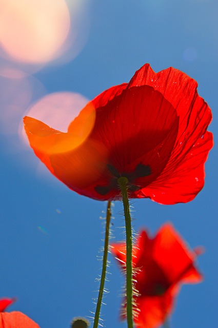Mohn Rot Sommer Blume Roter - Kostenloses Foto auf Pixabay - Pixabay
