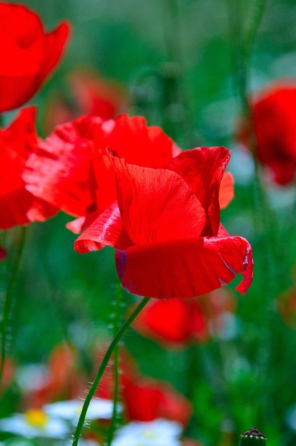 Mohn Rot Sommer Blume Roter - Kostenloses Foto auf Pixabay - Pixabay