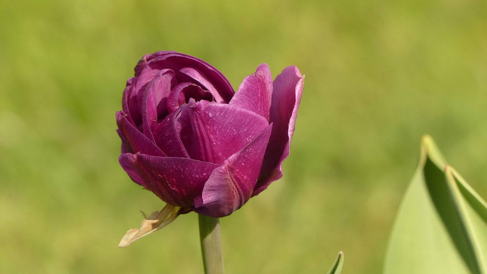 Tulip Purple Spring - Free photo on Pixabay