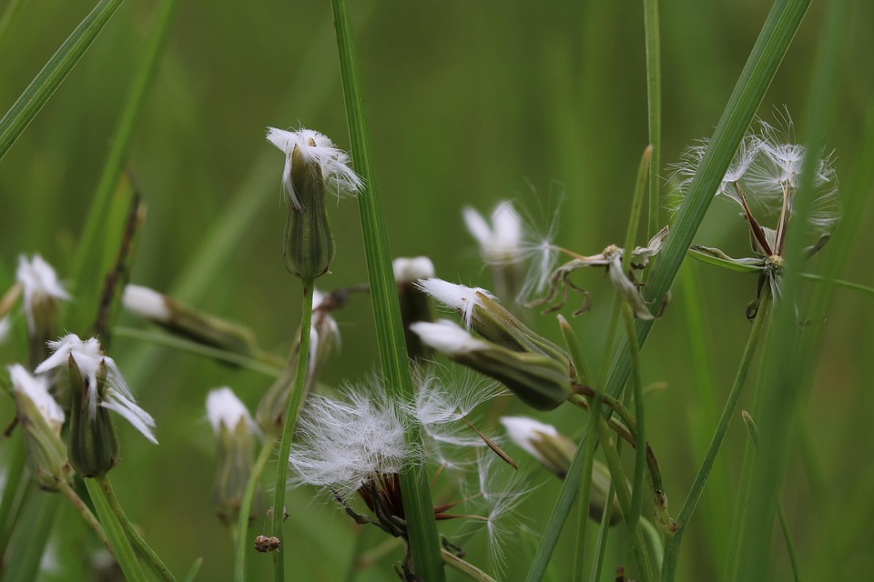 Hayseed Nature Spring - Free photo on Pixabay - Pixabay