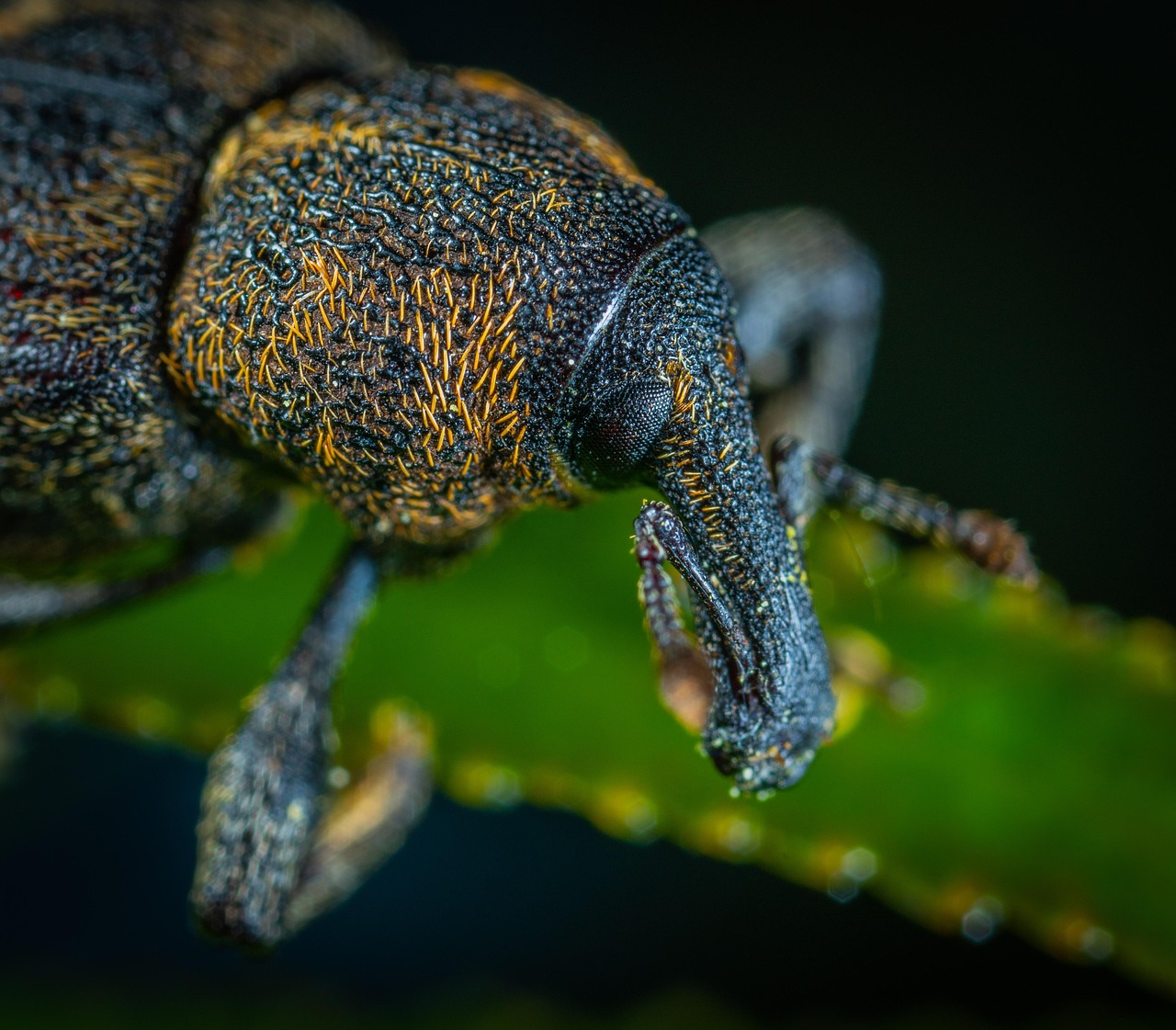 Beetle Insect Coleoptera - Free photo on Pixabay - Pixabay