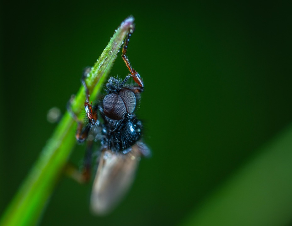 Insecto Macro Brizna De Hierba - Foto gratis en Pixabay - Pixabay