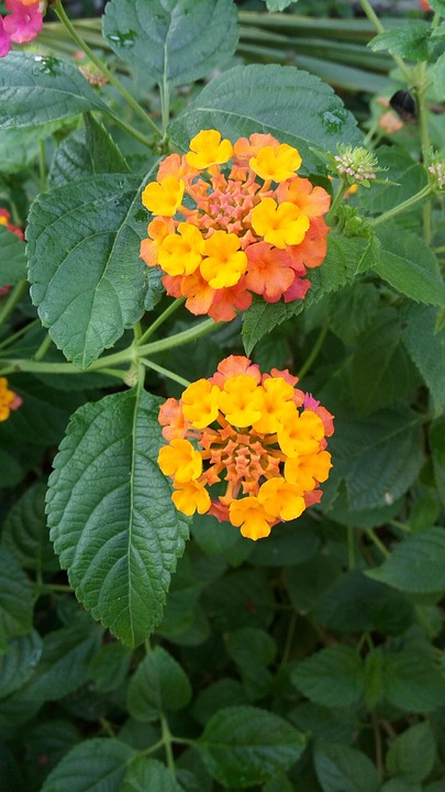 Flower Leaves Plant - Free photo on Pixabay - Pixabay