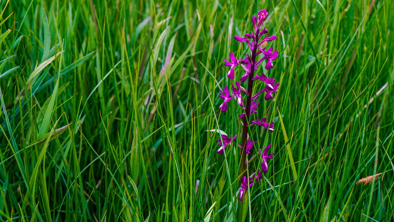 Fleur Prairie Sauvage Le - Photo gratuite sur Pixabay - Pixabay