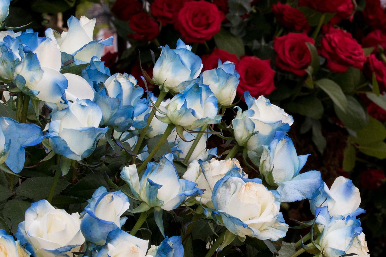 Rose Festival Park - Free photo on Pixabay - Pixabay