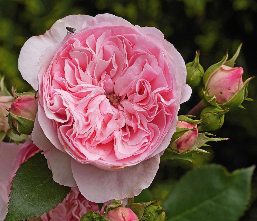 Shrub Rose Blossom Bloom - Free photo on Pixabay