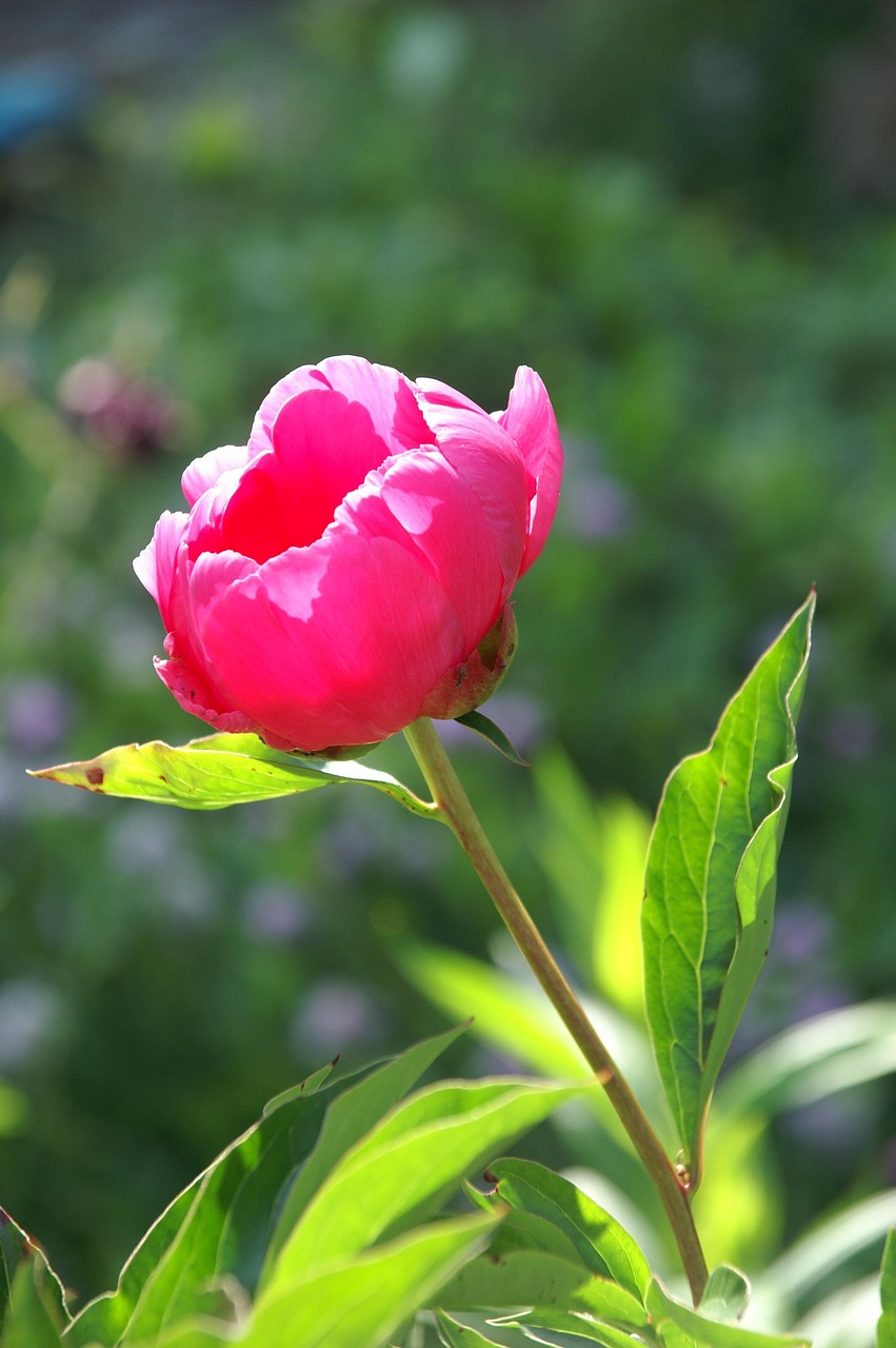 Pfingstrose Paeonia Rosa - Kostenloses Foto auf Pixabay - Pixabay