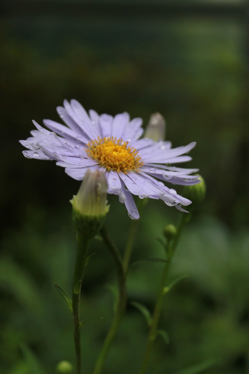 Marguerite Margaret Flower - Free photo on Pixabay - Pixabay