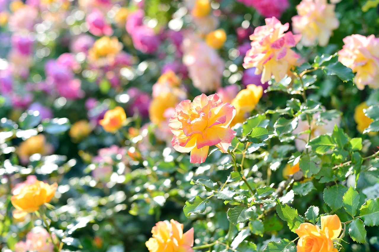 In The Early Summer Rose - Free photo on Pixabay