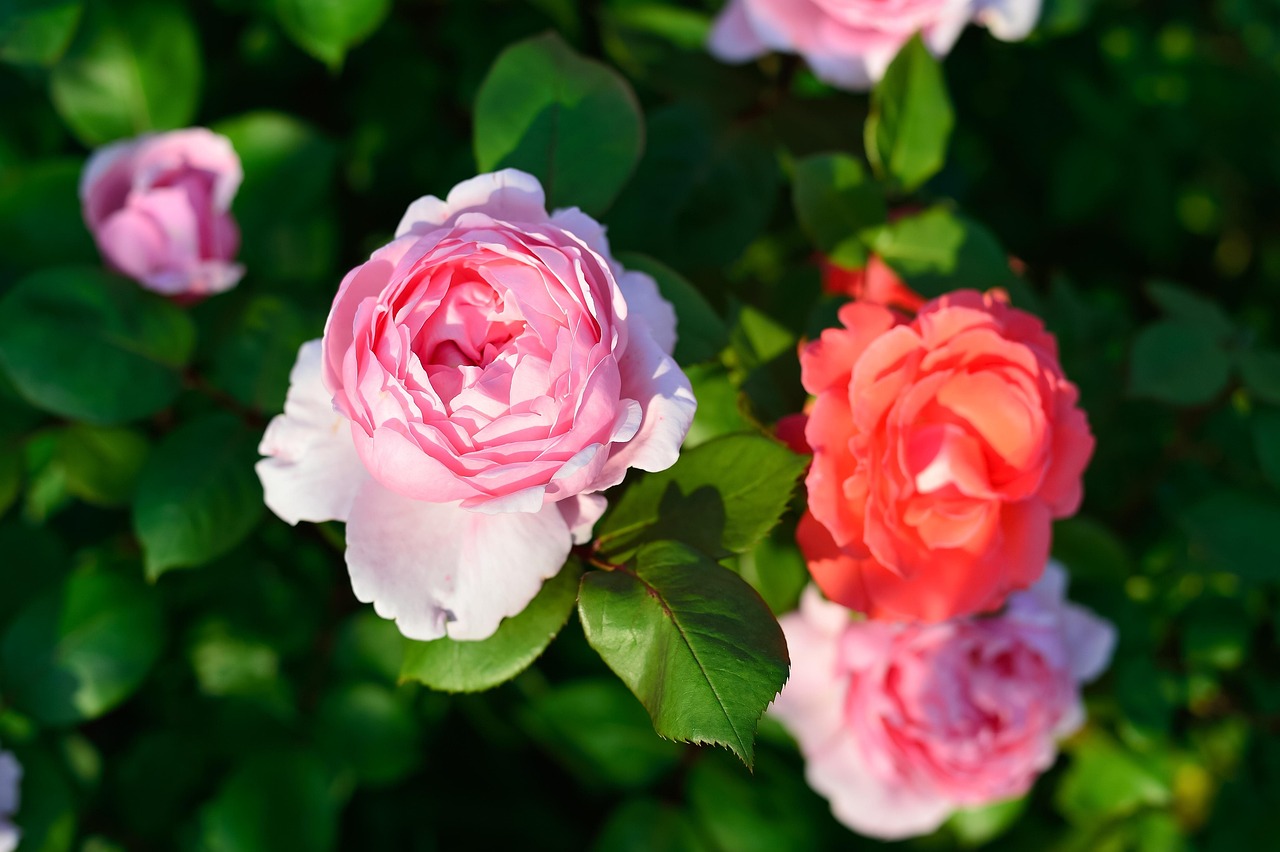 In The Early Summer Rose - Free photo on Pixabay - Pixabay