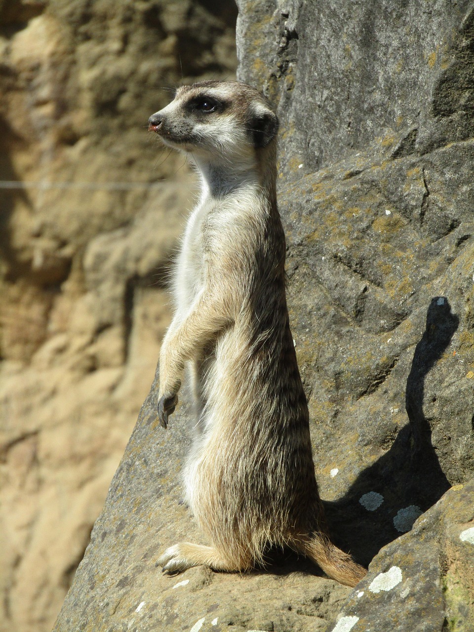Suricata Mamífero Bien - Foto gratis en Pixabay
