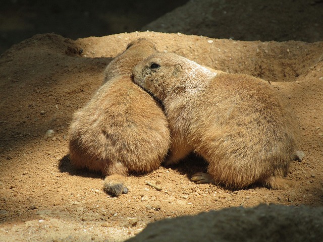Psoun Mamífero Boa Cão De - Foto gratuita no Pixabay - Pixabay
