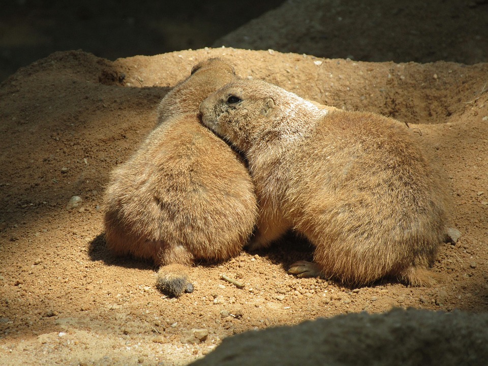 Psoun Mammal Good Prairie - Free photo on Pixabay - Pixabay