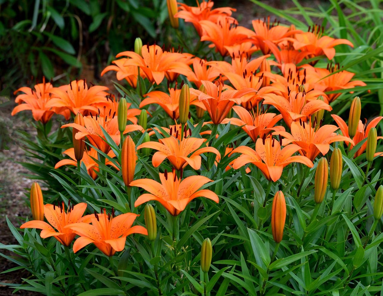 100+ Free Asian Lily & Nature Images - Pixabay
