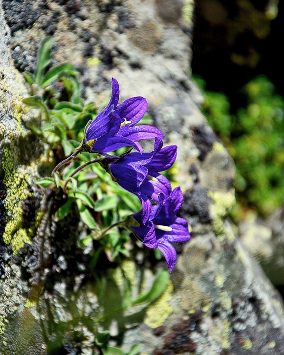 Flor De Sino Natureza - Foto gratuita no Pixabay