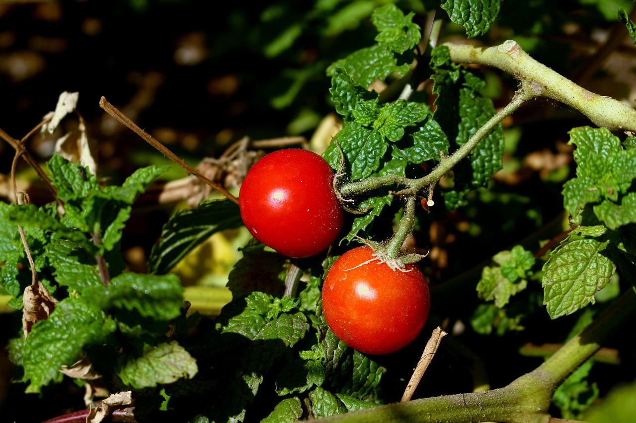 Tomatoes Plants Red - Free photo on Pixabay - Pixabay