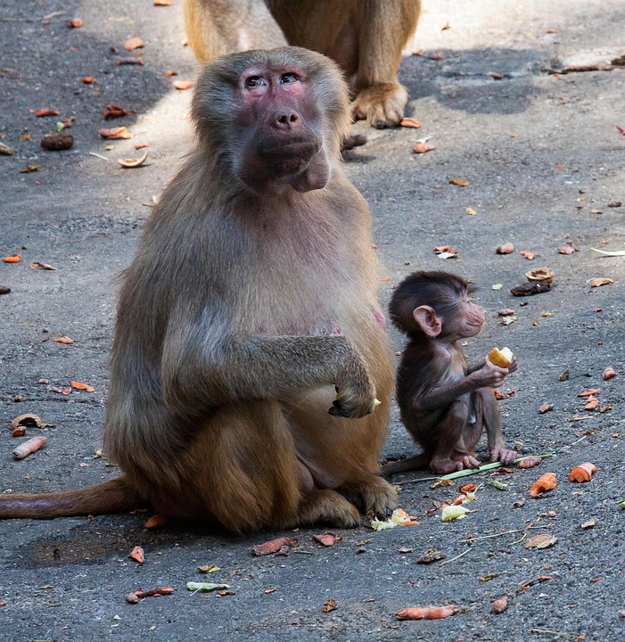 Ape Female Monkey Baby - Free photo on Pixabay - Pixabay