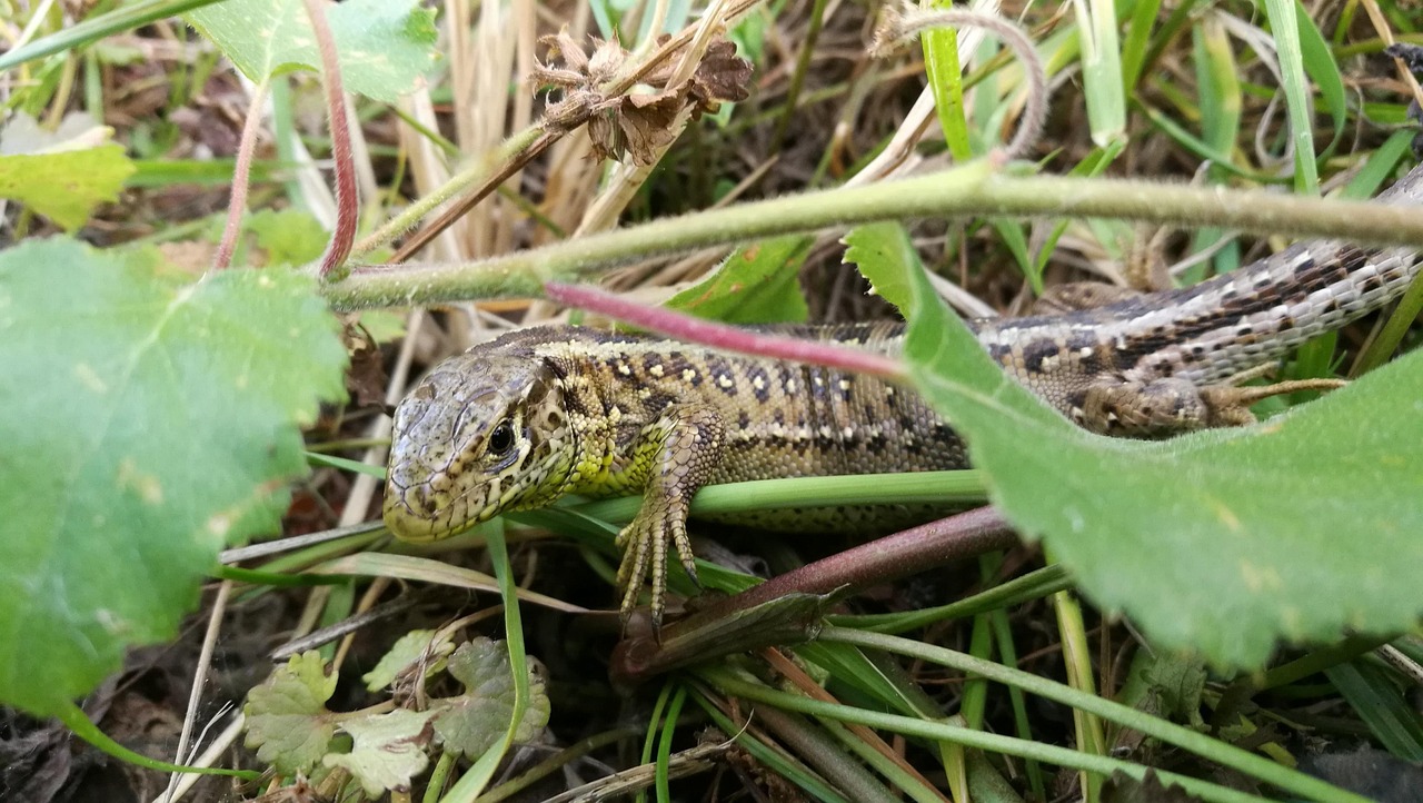 Lizard Forest Reptiles - Free photo on Pixabay - Pixabay