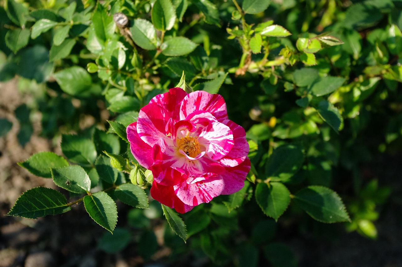 Rose Flower Nature - Free photo on Pixabay