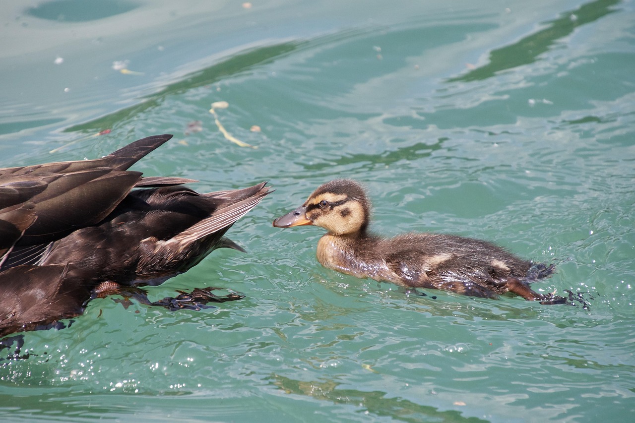 Duck Cub Female Water - Free photo on Pixabay - Pixabay