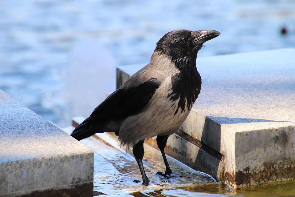 Corbeau L'Eau Crow - Photo gratuite sur Pixabay - Pixabay