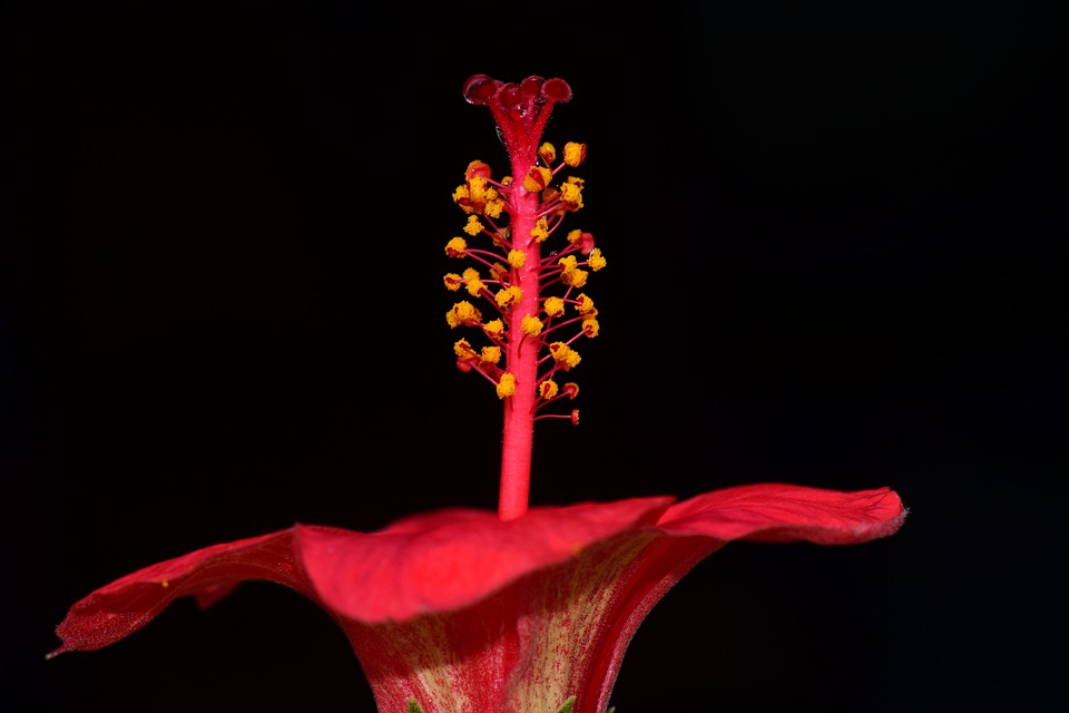 Hibiscus Kukka Punainen - Ilmainen valokuva Pixabayssa - Pixabay