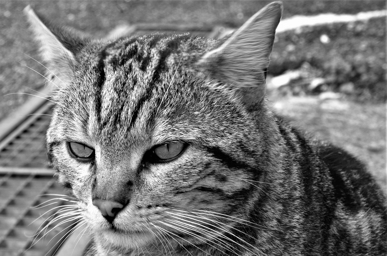 20,000+ Free Stray Cat & Cat Images - Pixabay