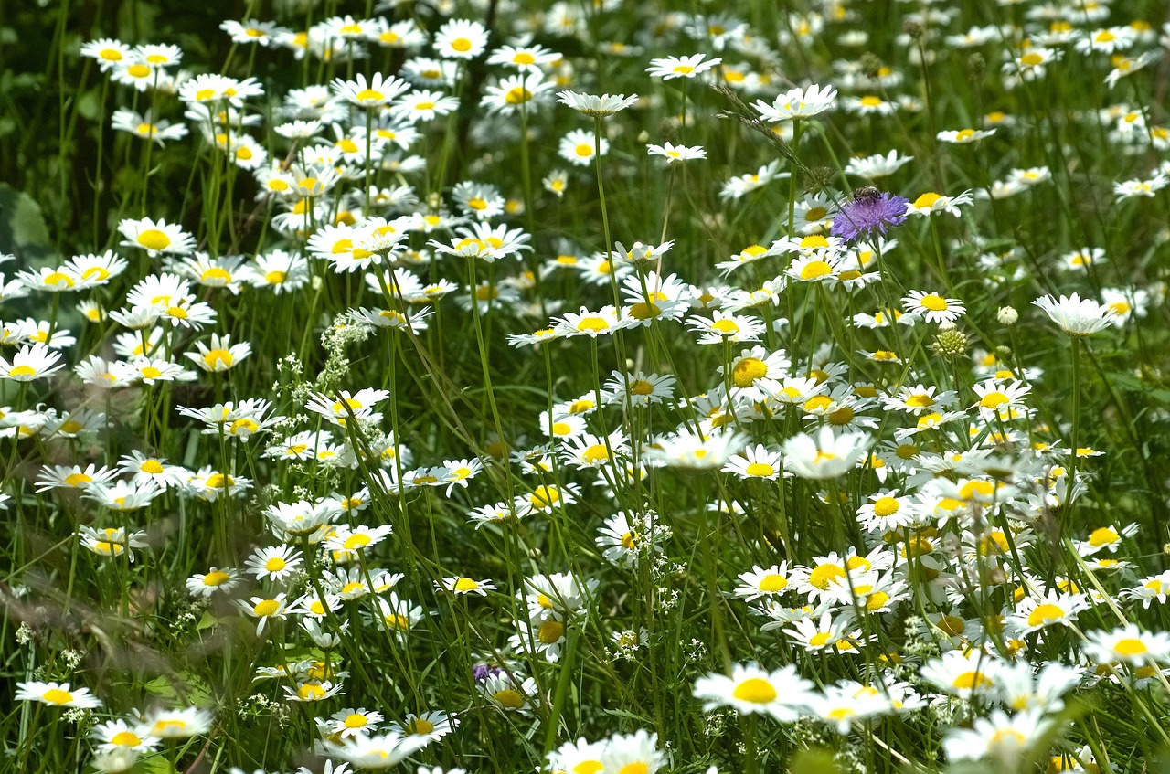 Prado De Flores Primavera - Foto gratis en Pixabay - Pixabay