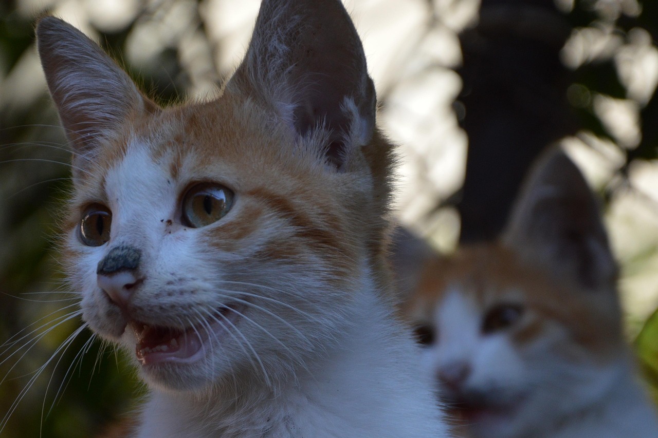 Tiere Katzen - Kostenloses Foto auf Pixabay - Pixabay