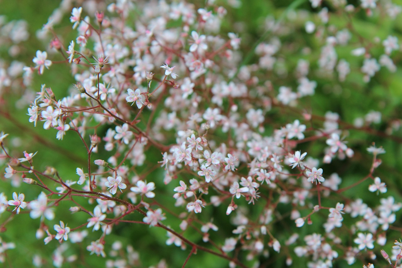 Small Flowers Border White - Free photo on Pixabay