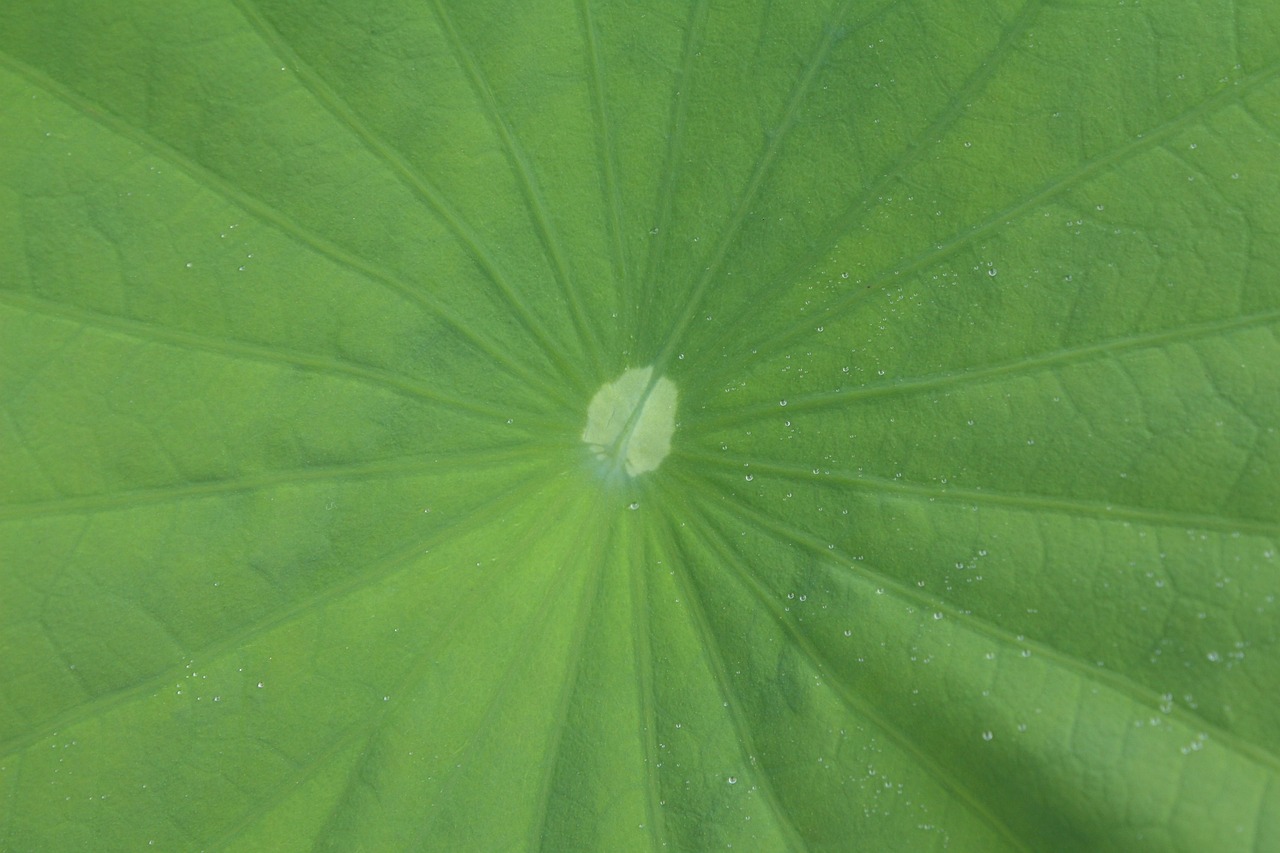 Feuille De Lotus Huit Mois Au Pied - Photo gratuite sur Pixabay - Pixabay