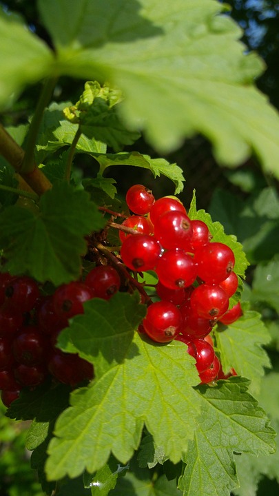 Ribes Fruit Rouge - Photo gratuite sur Pixabay - Pixabay