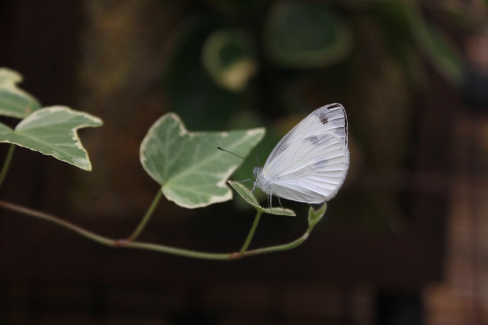 Butterfly Insects Nature White - Free photo on Pixabay