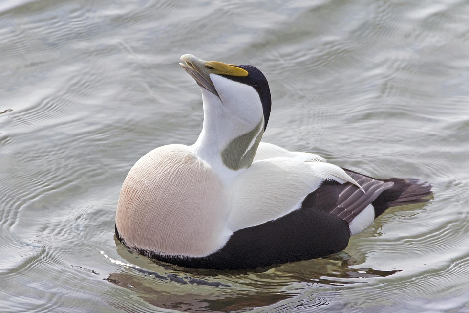 Eider Drake Balzend Duck Helgoland - Free photo on Pixabay