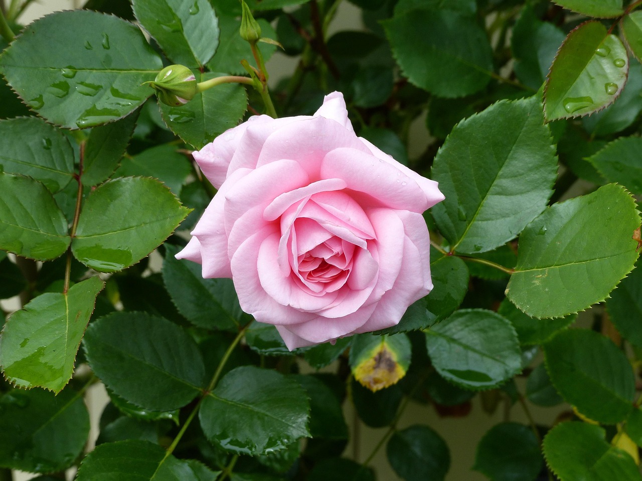 Rose Fleur La Nature Fleurs - Photo gratuite sur Pixabay - Pixabay