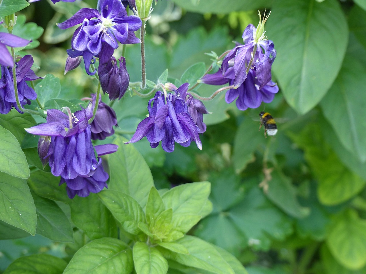 Columbia Flower Bumblebee - Free photo on Pixabay - Pixabay