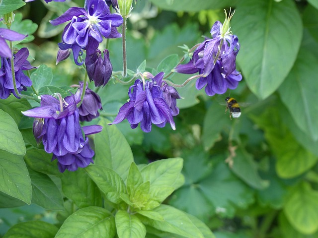 Columbia Flower Bumblebee - Free photo on Pixabay - Pixabay