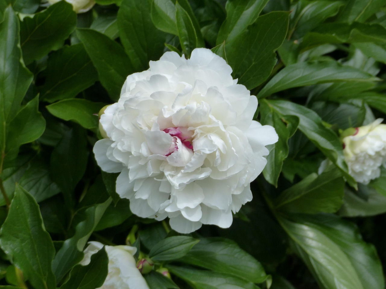 Pivoine Fleur Le Printemps La - Photo gratuite sur Pixabay - Pixabay