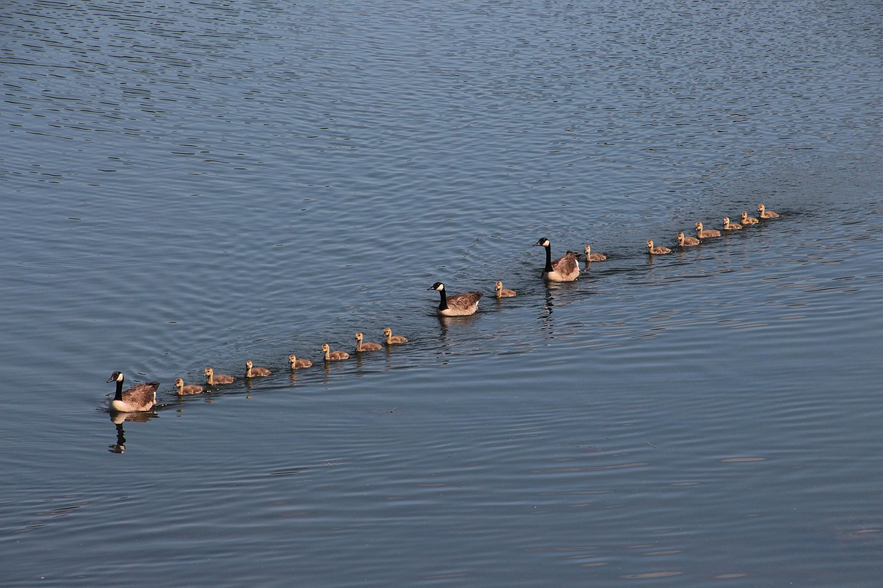 Geese Goose Family Chick - Free photo on Pixabay - Pixabay