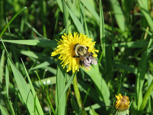 Rusty Patched Bumblebee Bombus - Free photo on Pixabay - Pixabay